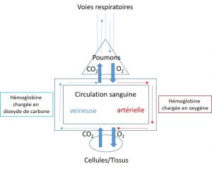 Qu'est-ce que la respiration? - Art de la Respiration