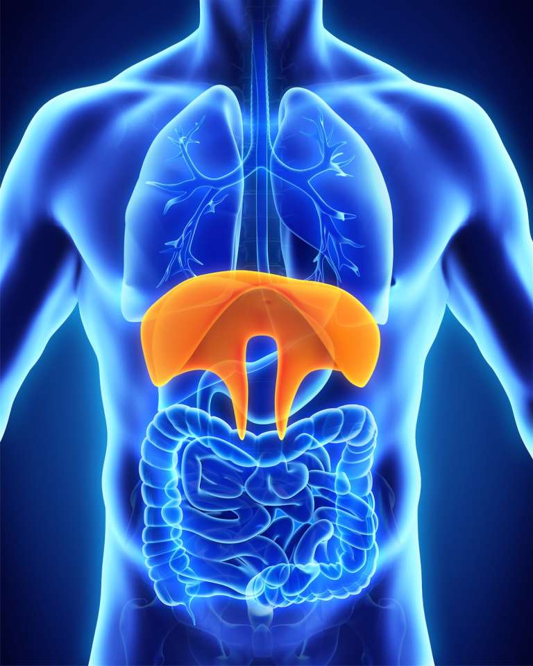 Le diaphragme et ses influences - Art de la respiration